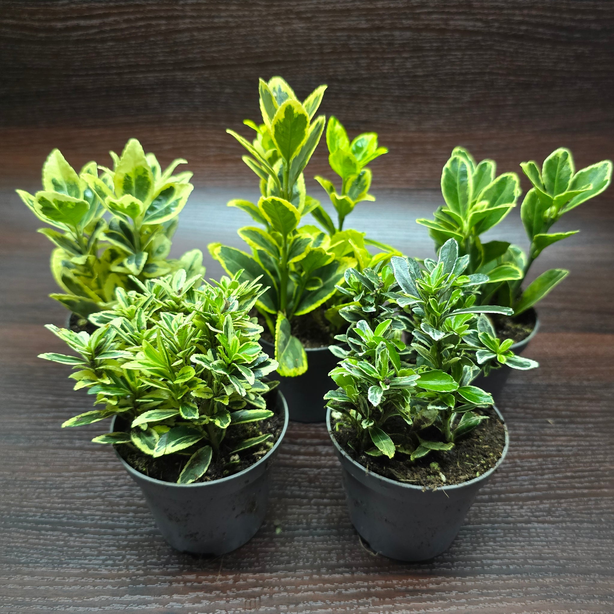 Japanese Spindle - Euonymus Japonicus – Dheli