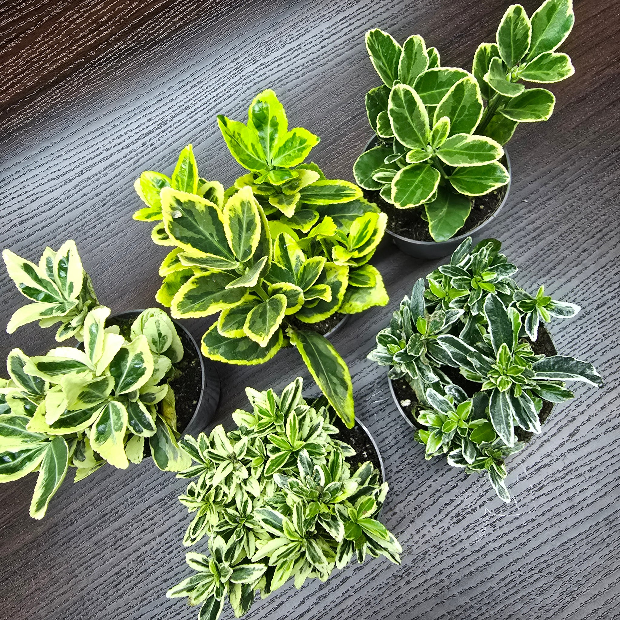 Japanese Spindle - Euonymus Japonicus – Dheli