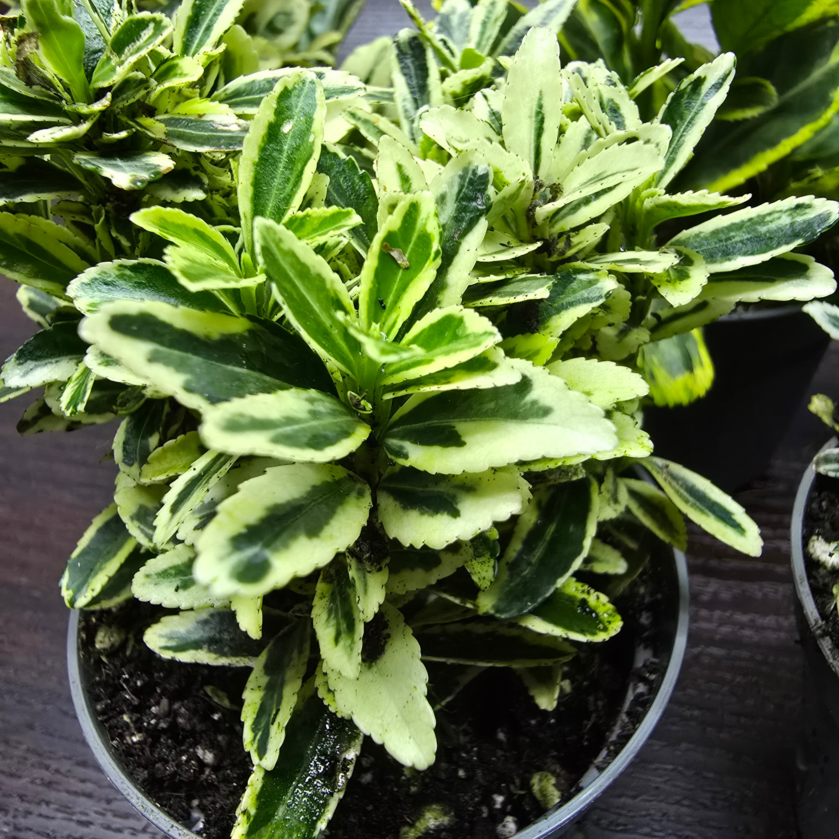 Japanese Spindle - Euonymus Japonicus – Dheli