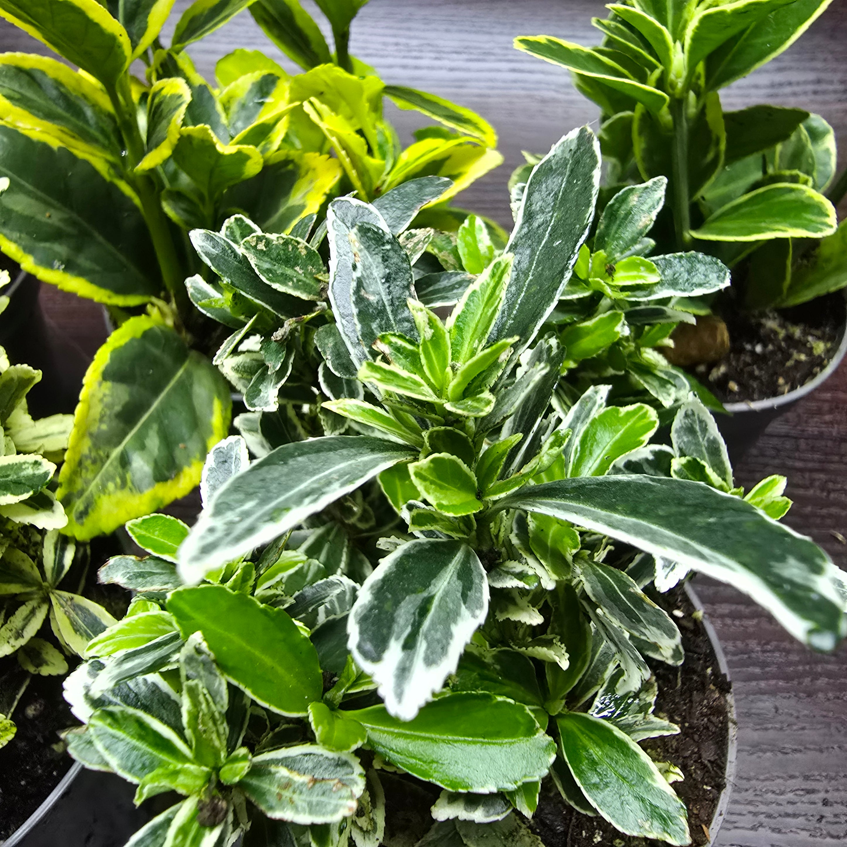 Japanese Spindle - Euonymus Japonicus – Dheli