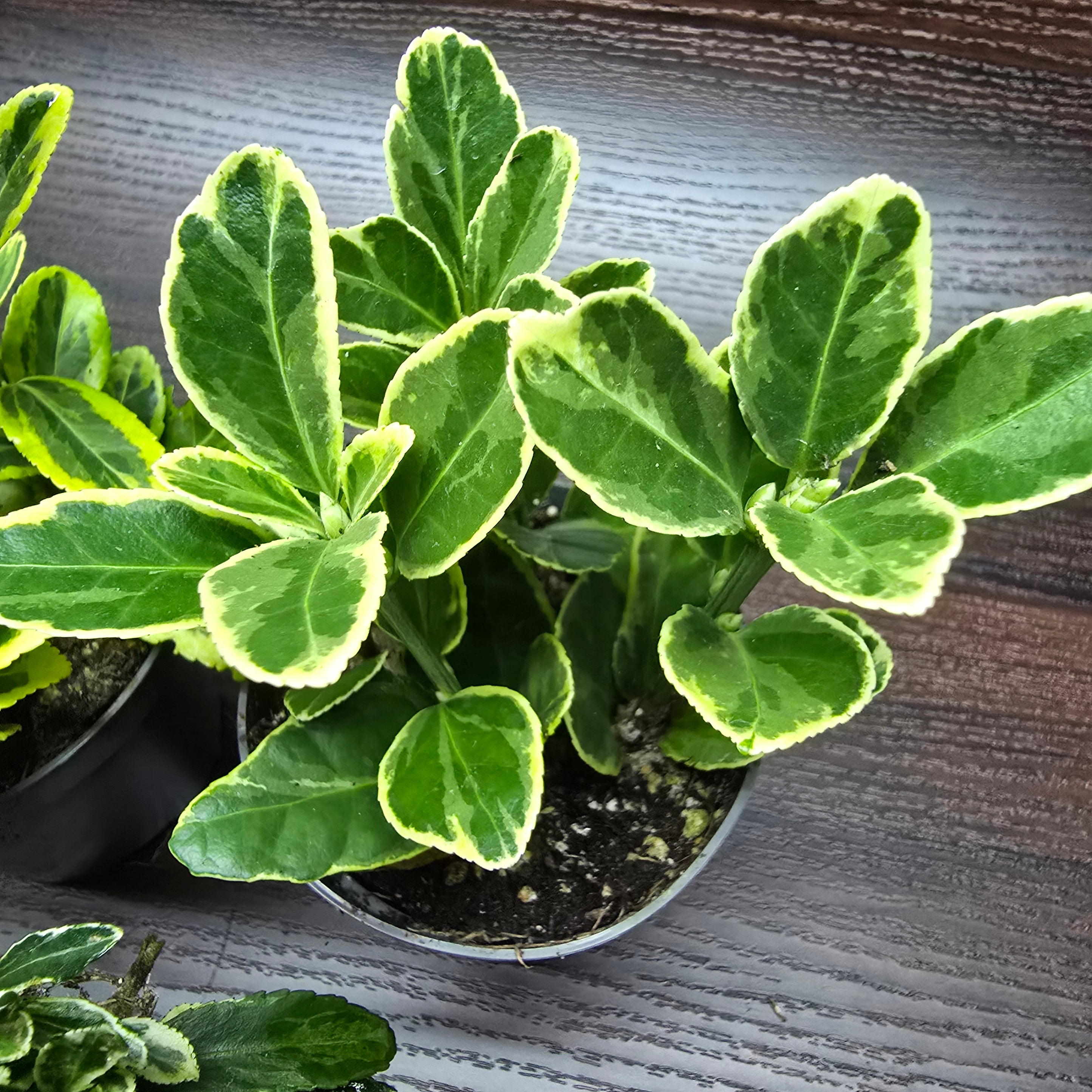 Japanese Spindle - Euonymus Japonicus – Dheli