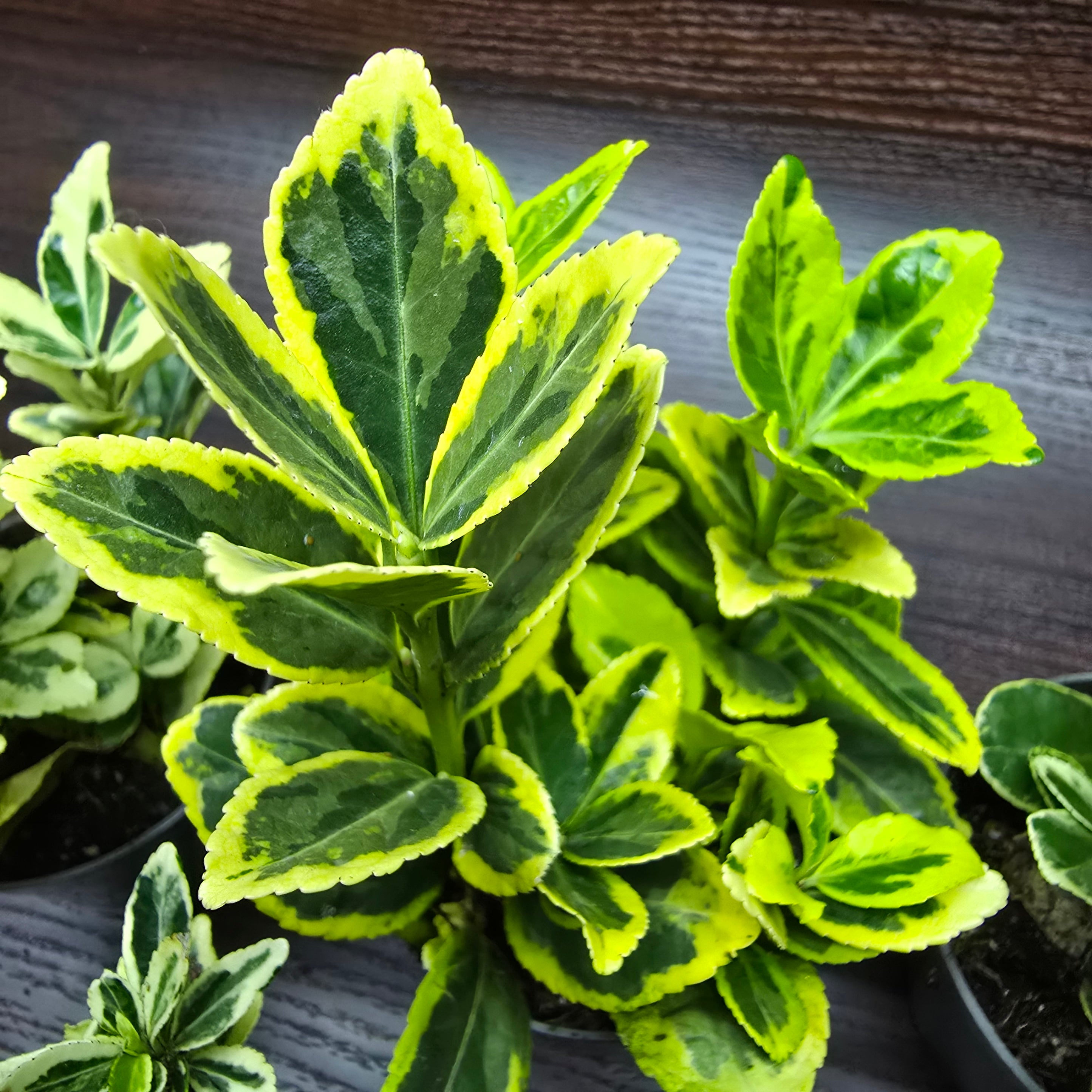 Japanese Spindle - Euonymus Japonicus – Dheli