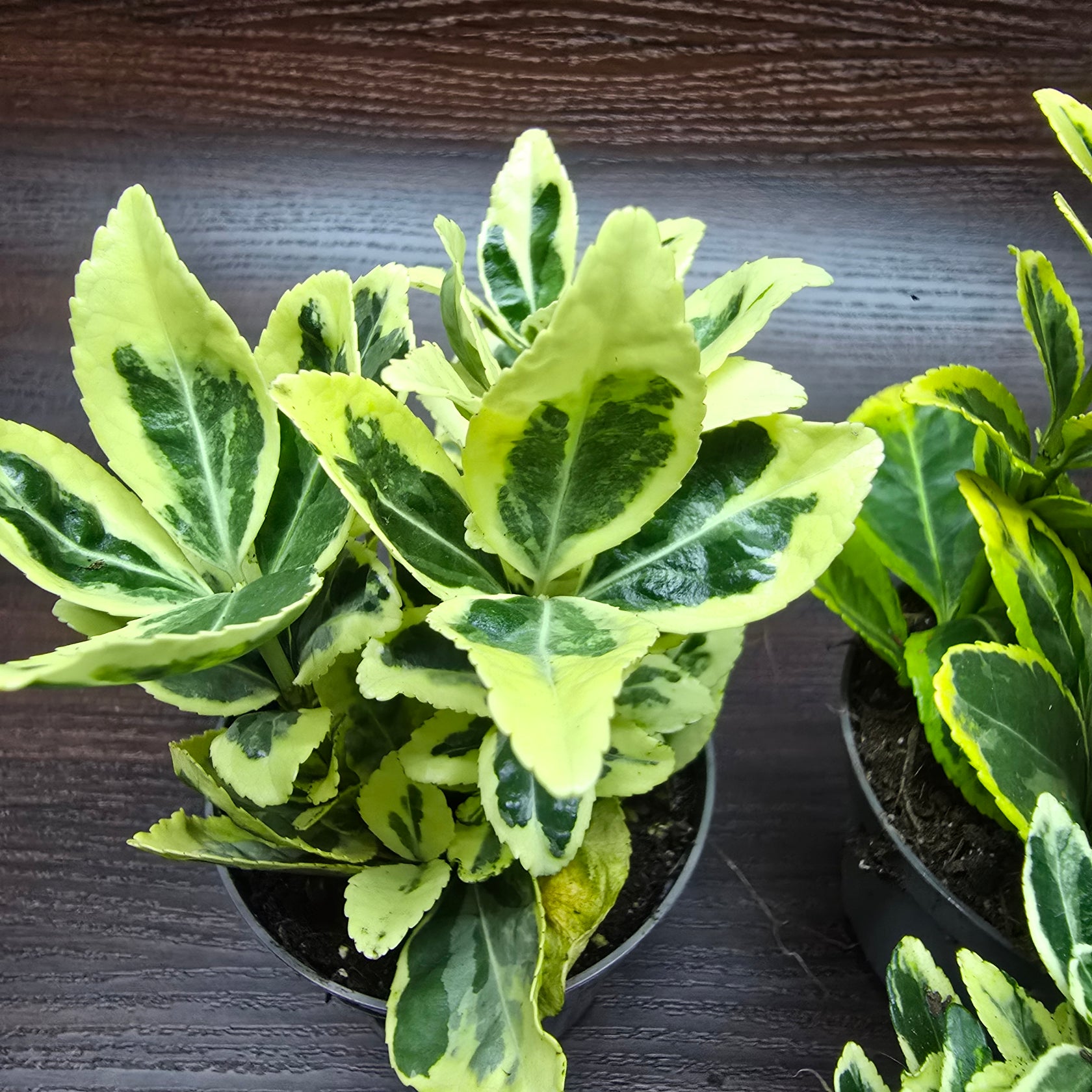 Japanese Spindle - Euonymus Japonicus – Dheli