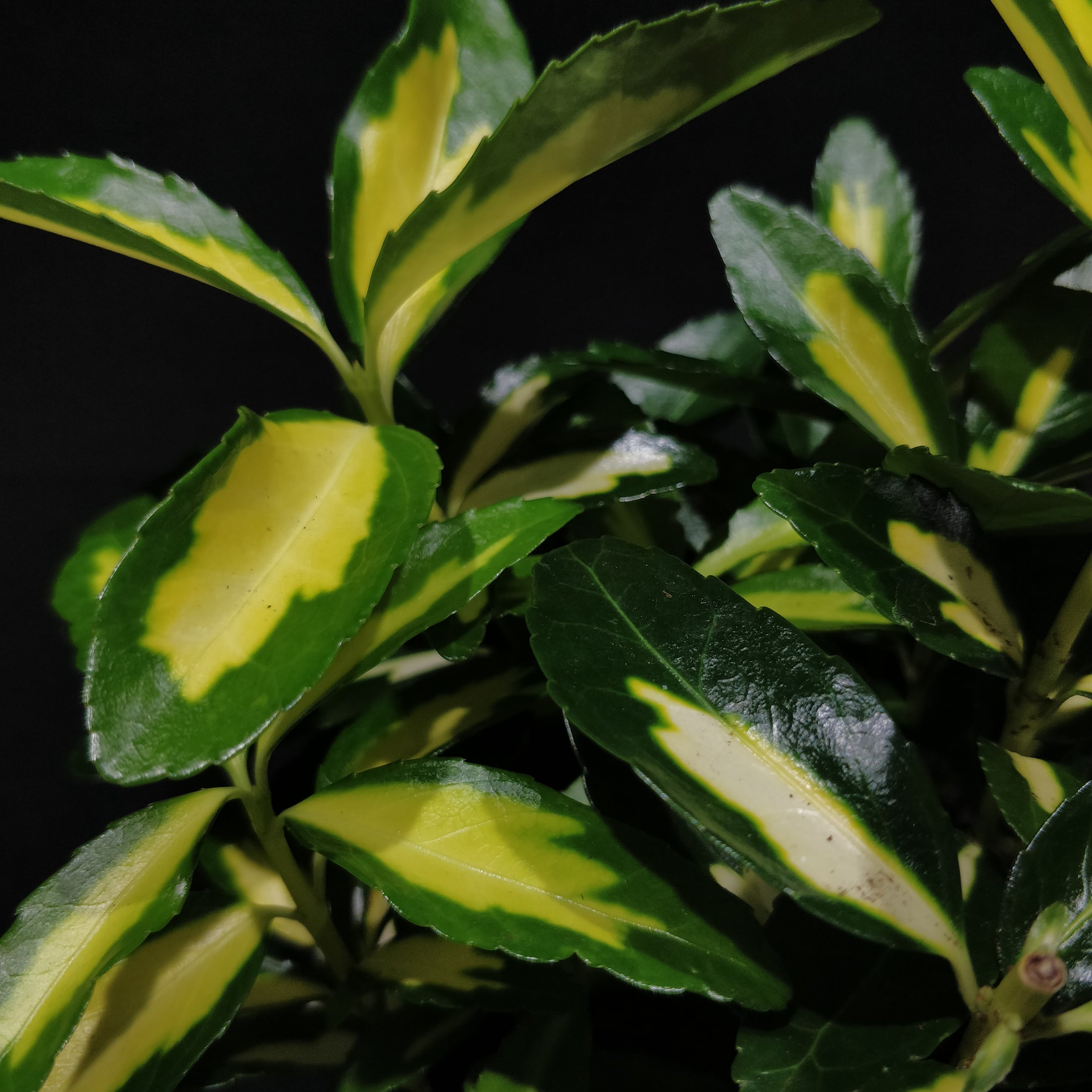 Japanese Spindle - Euonymus Japonicus – Dheli