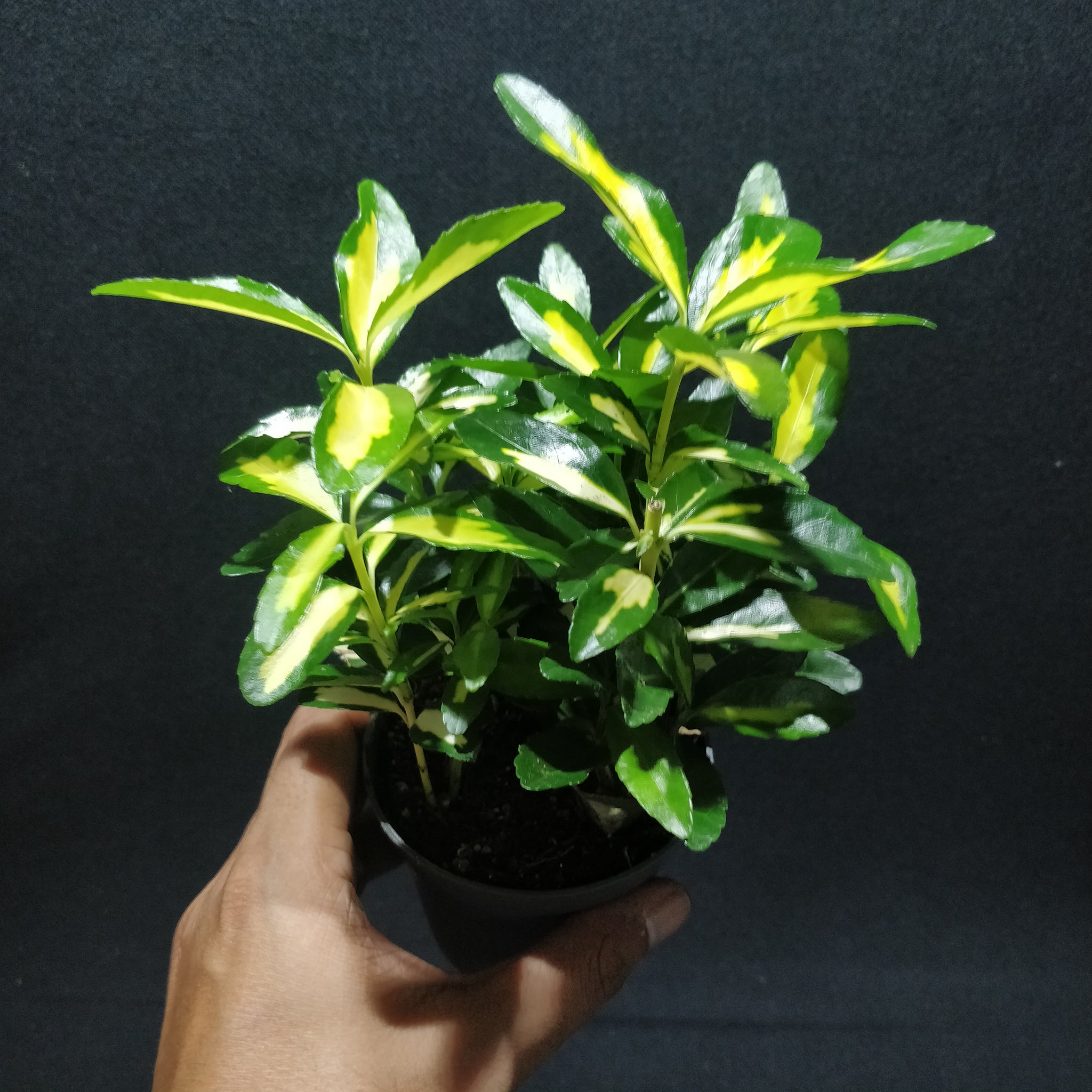 Japanese Spindle - Euonymus Japonicus – Dheli