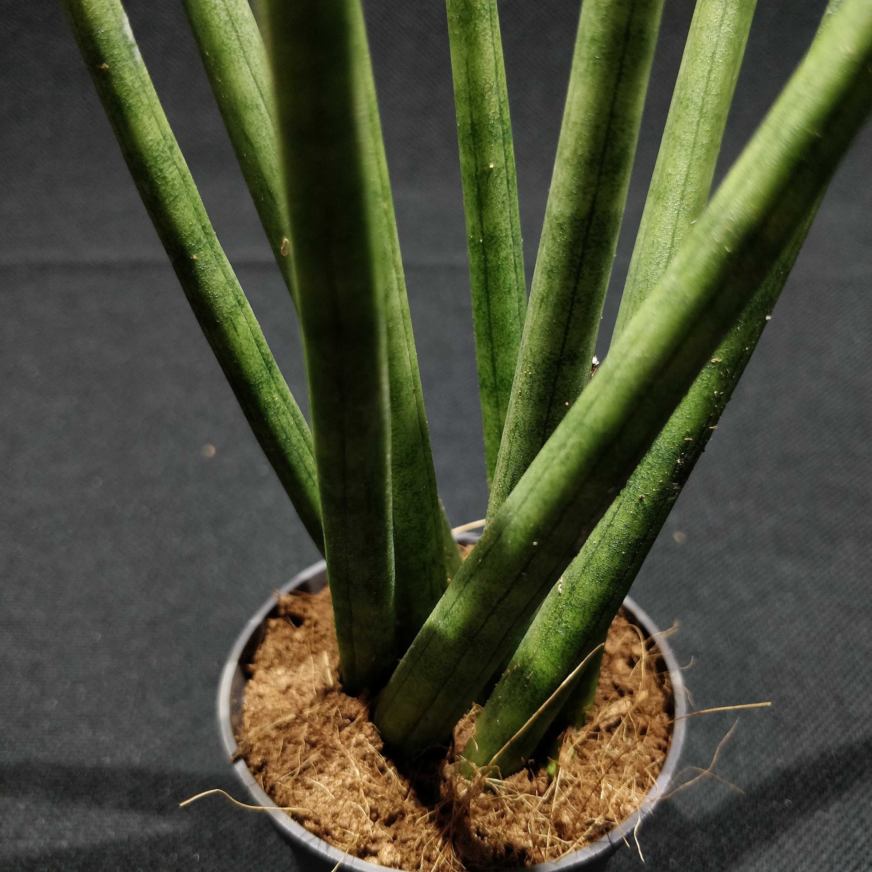 African Spear Plant - Sansevieria Cylindrica – Dheli