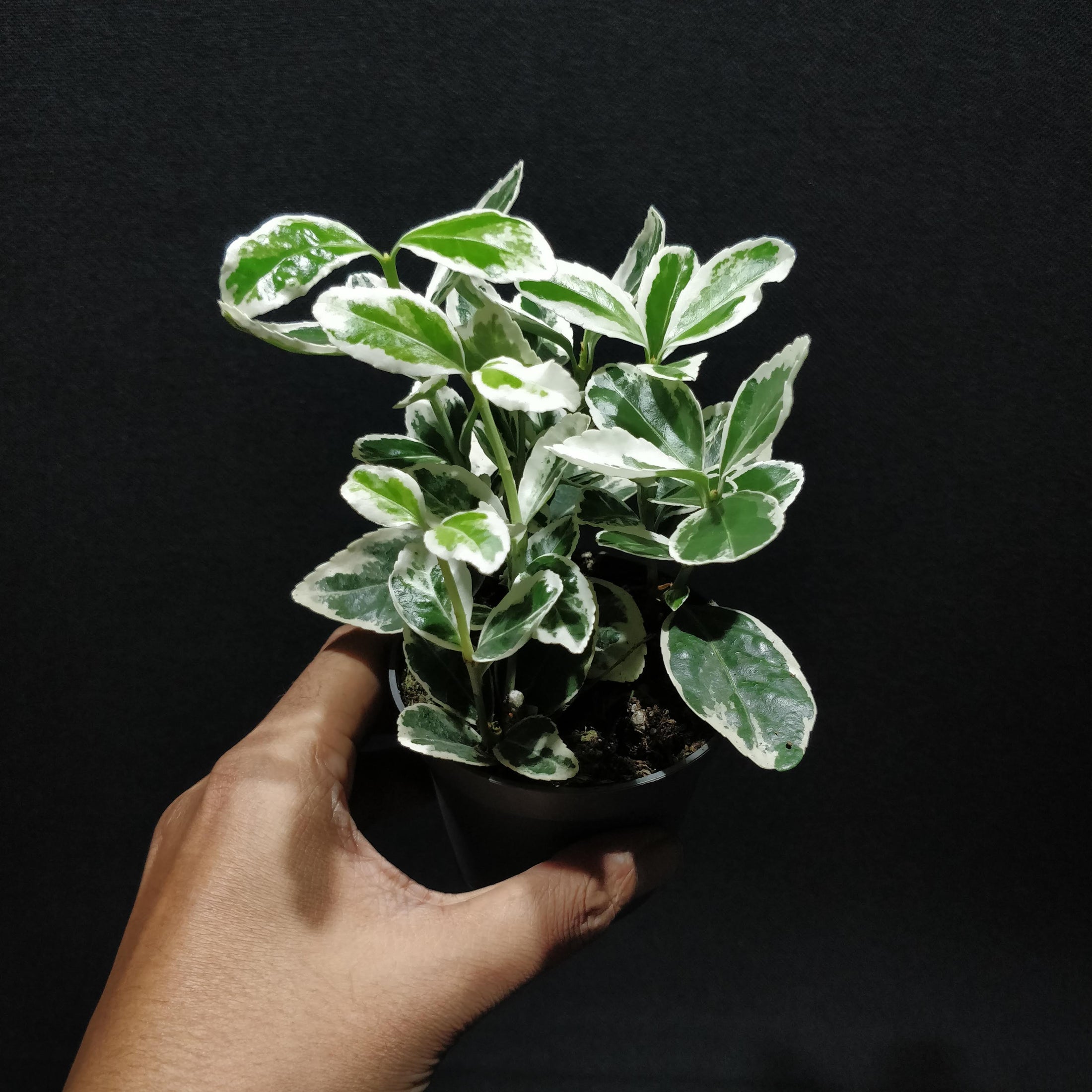 Japanese Spindle - Euonymus Japonicus – Dheli