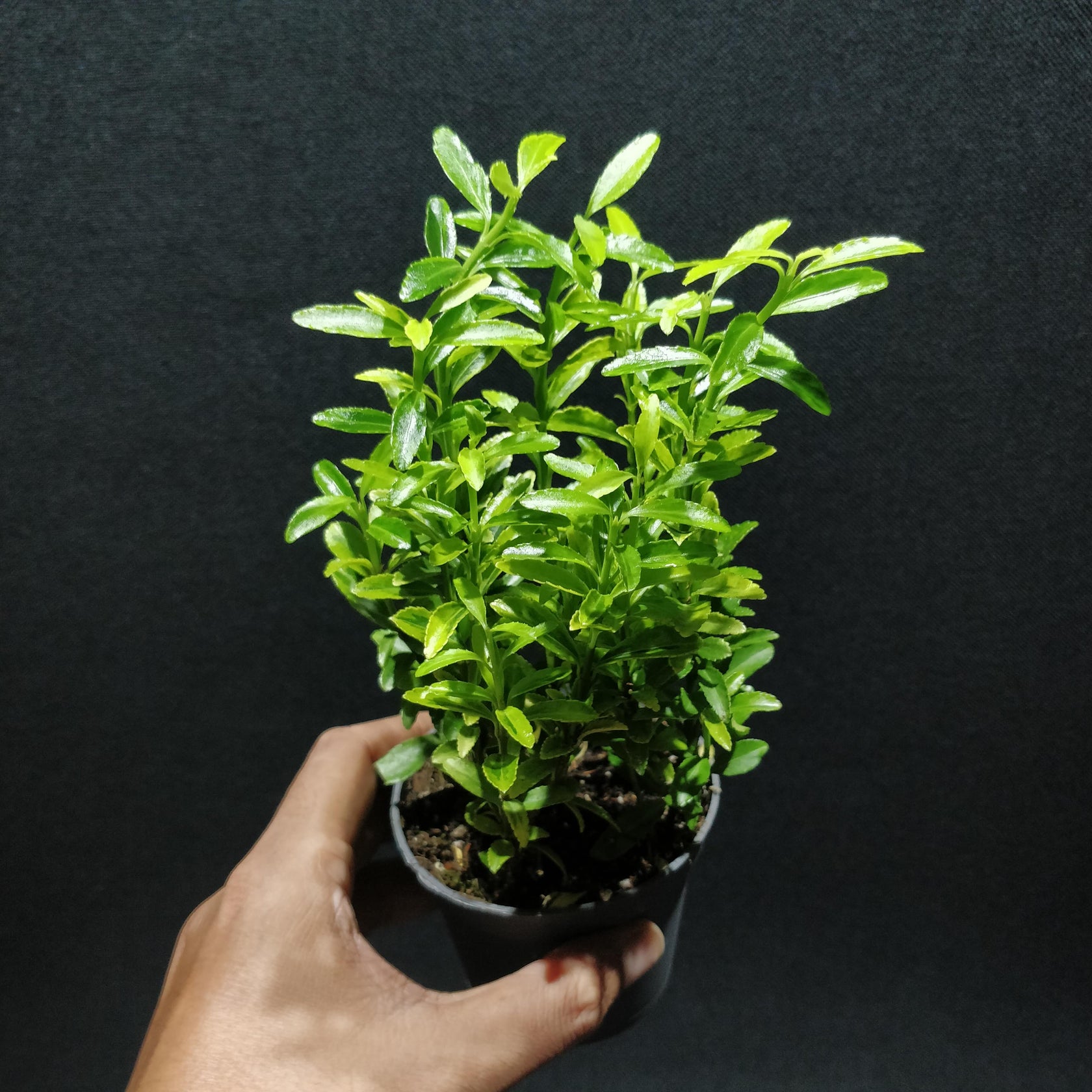 Japanese Spindle - Euonymus Japonicus – Dheli