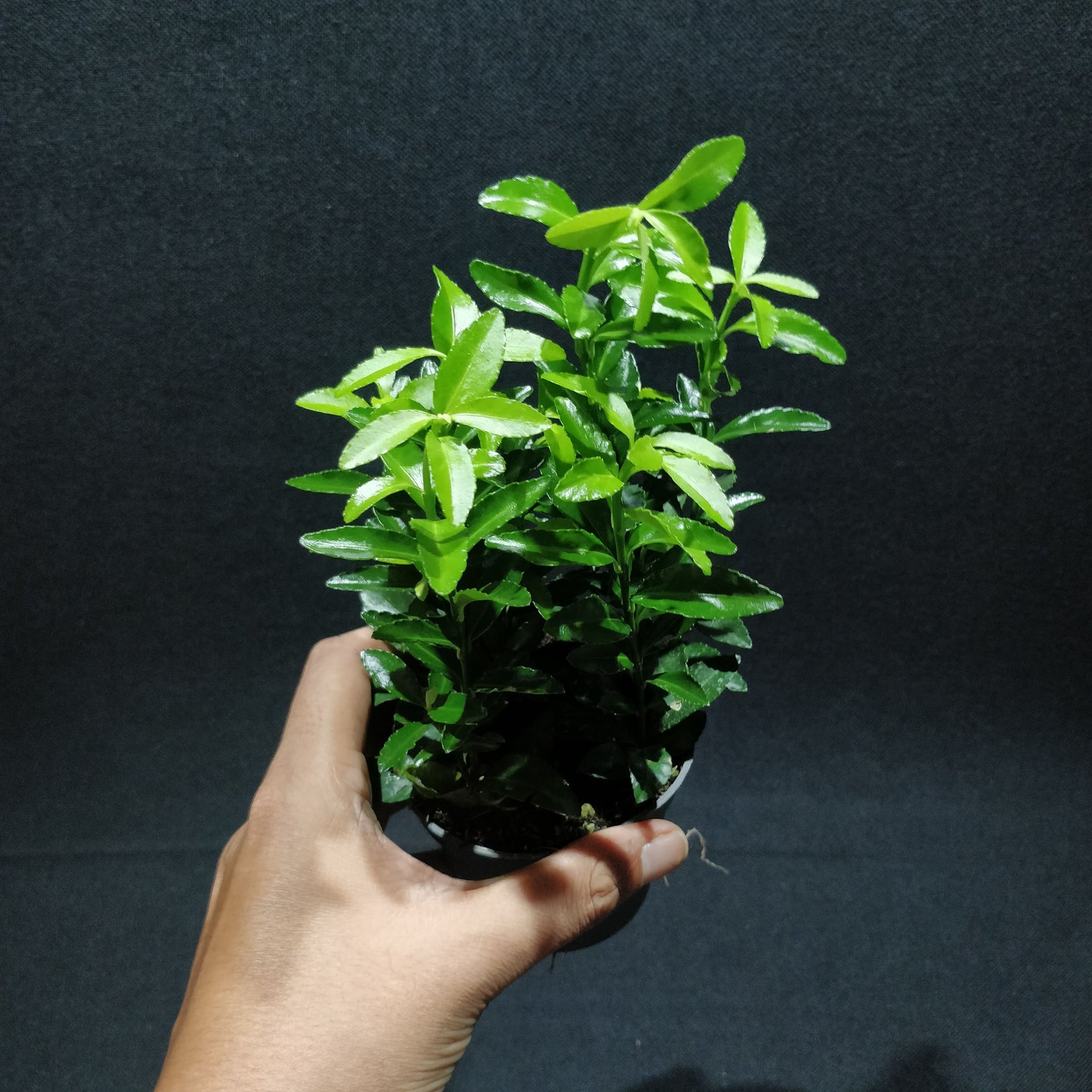 Japanese Spindle - Euonymus Japonicus – Dheli