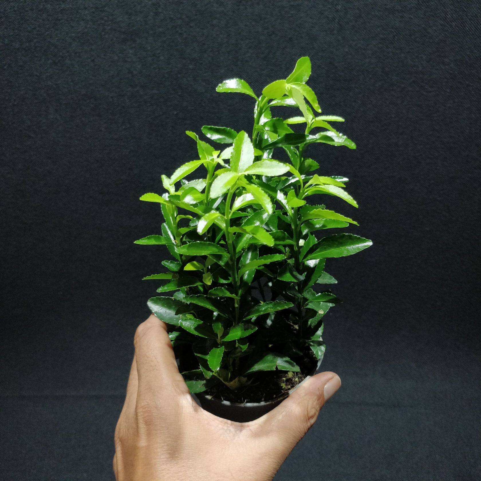 Japanese Spindle - Euonymus Japonicus – Dheli